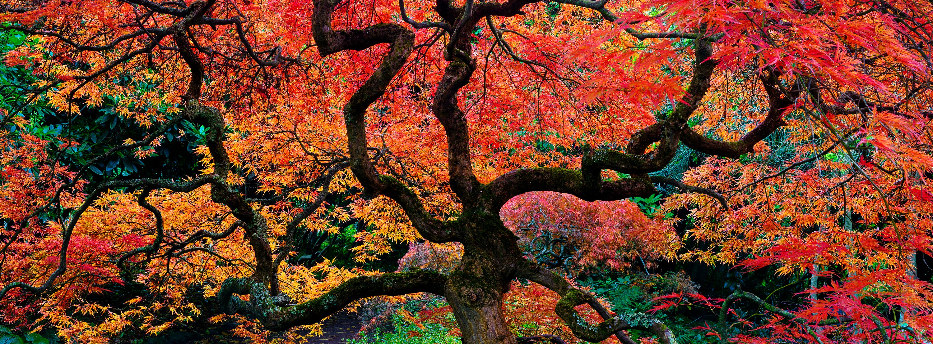 Flame - Mitchell Burns Gallery – mitchell burns