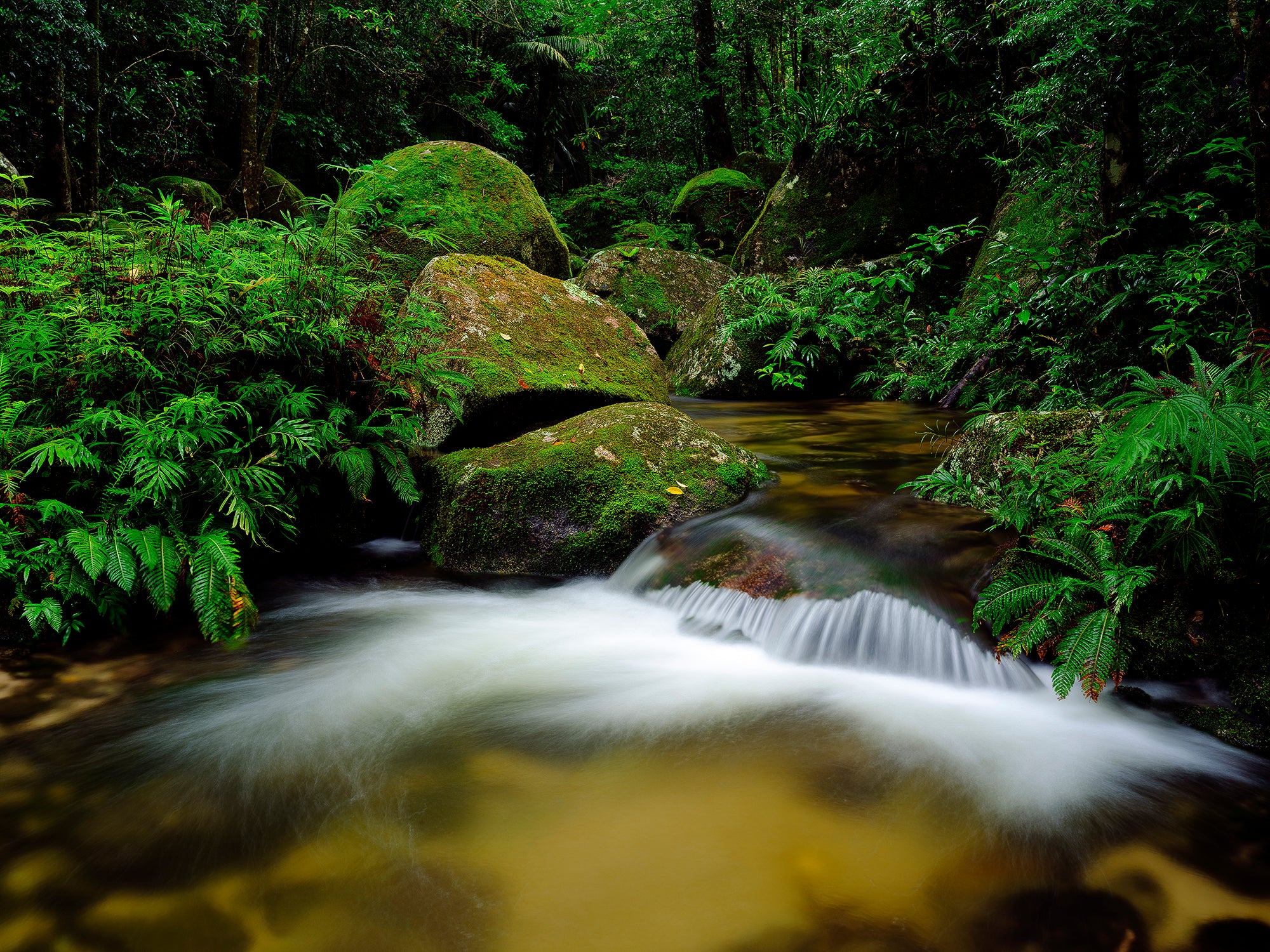 Mt Lewis - Mitchell Burns Gallery – mitchell burns